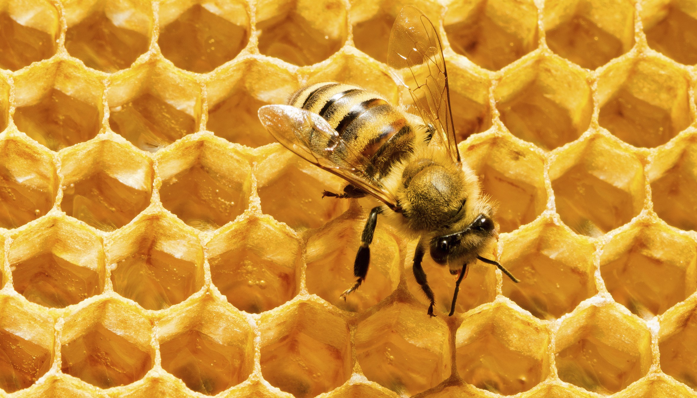 Bee-ware the Cause of Childhood Asthma - I Spy Physiology Blog